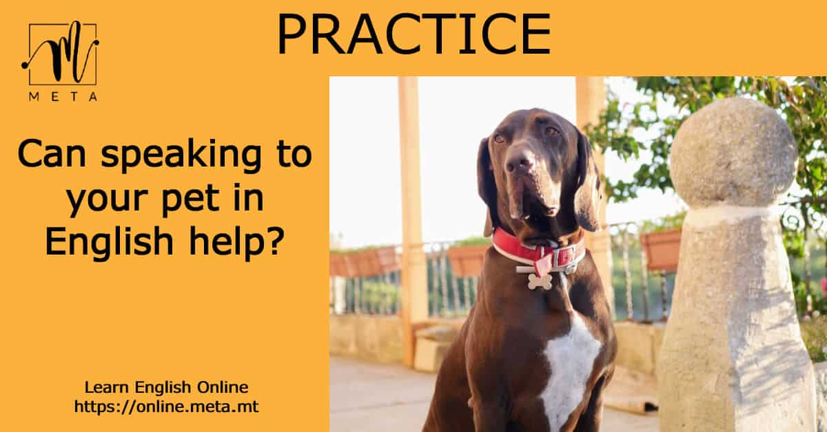 Can speaking to your pet in English help you learn? - Learn English ...
